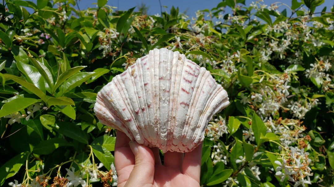 5" Bear Paw Clam Seashell (1 Half Shell/single) - Hippopus Hippopus ...