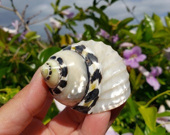 Floral & Garden Crafts 1 Shell - Banded Magpie Shell Banded West Indian ...