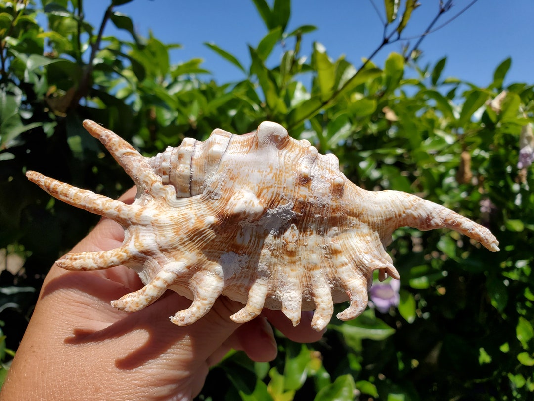 5.125 Millipede Spider Conch Seashell 1 Shell Lambis Millepeda - Etsy