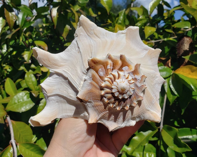 8.625 Left Handed Whelk Seashell 1 Shell Lightning Whelk Shell Florida ...