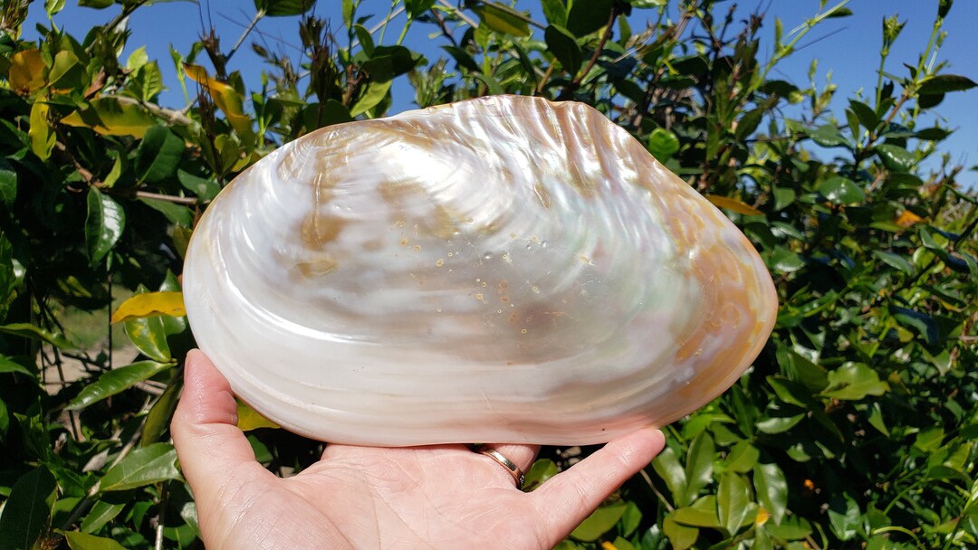 7.625 Cebu Clam Shell Pair 1 Attached Pair - Etsy