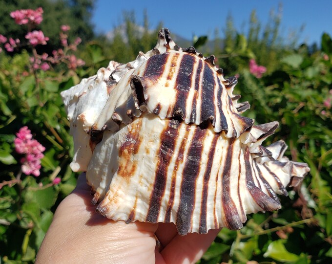 5.125" Black Murex Seashell (1 Shell) - Black and White Murex ...