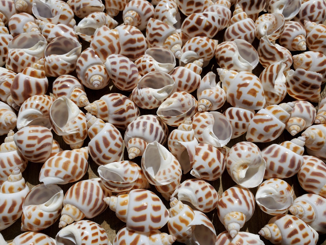 1-1.5 Spotted Babylon Snail Seashells 5 Shells Areola Babylonia ...