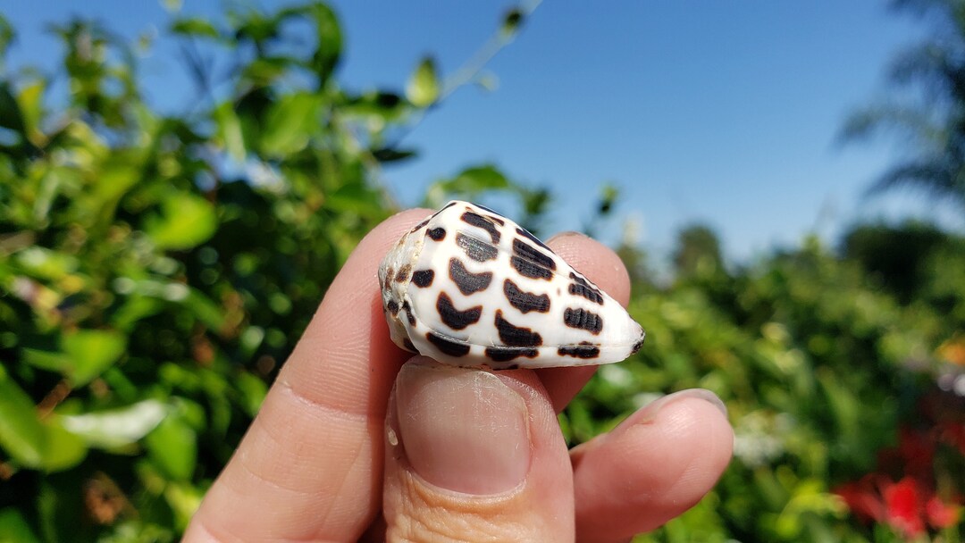 1 Hebrew Cone Seashell 1 Shell Conus Ebraeus Black and White Cone - Etsy
