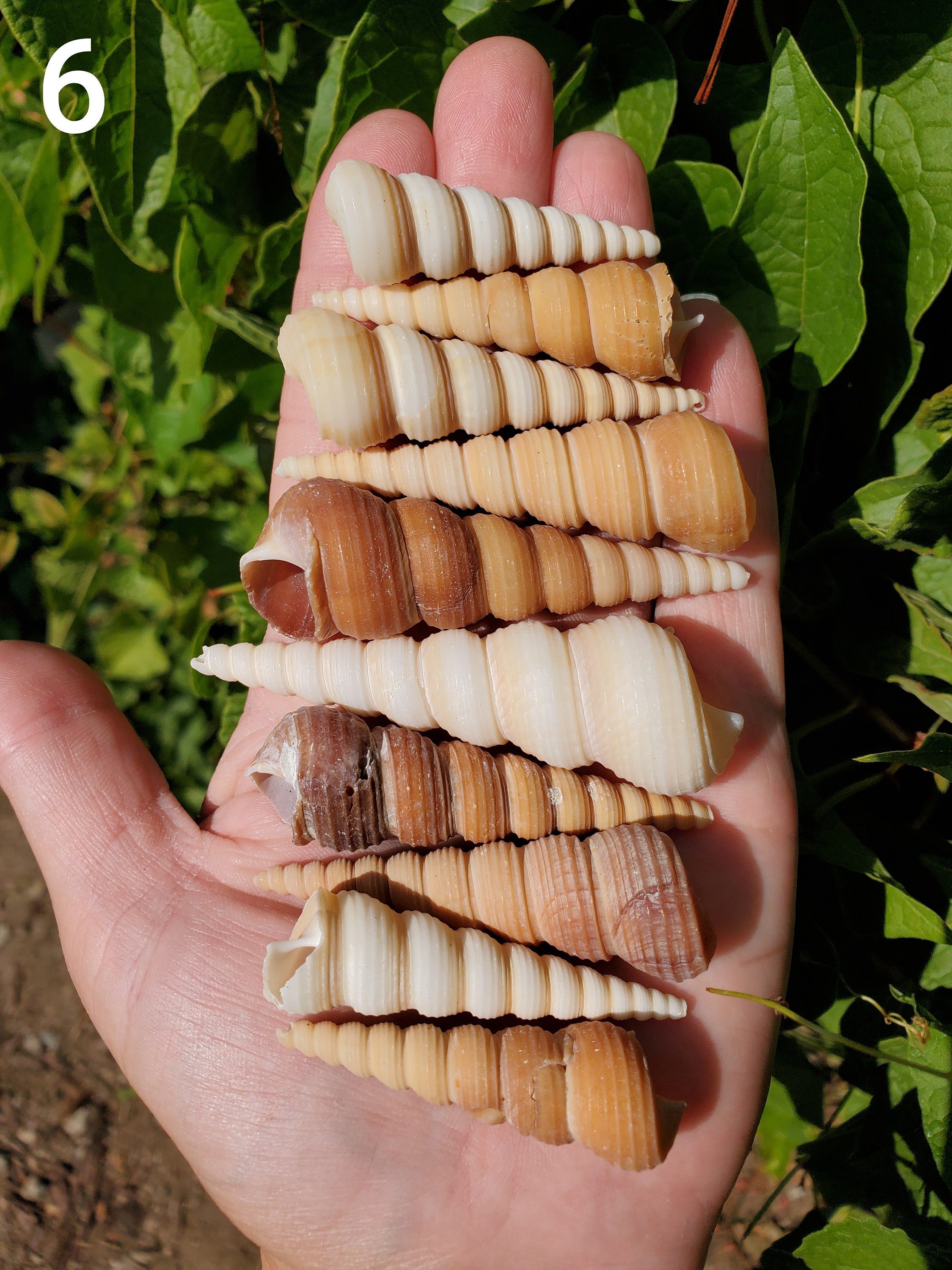 1.5-3 Brown Turritella Seashells 10 Shells - Etsy UK