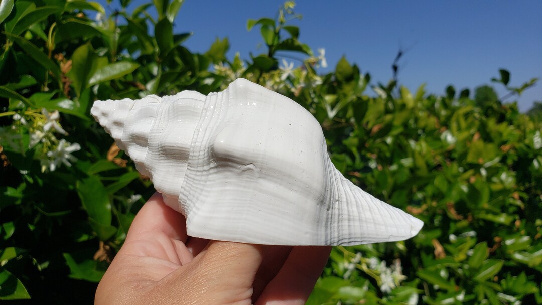 5.375 White West Indian Chank Seashell 1 Shell Turbinella Angulata Lamp ...