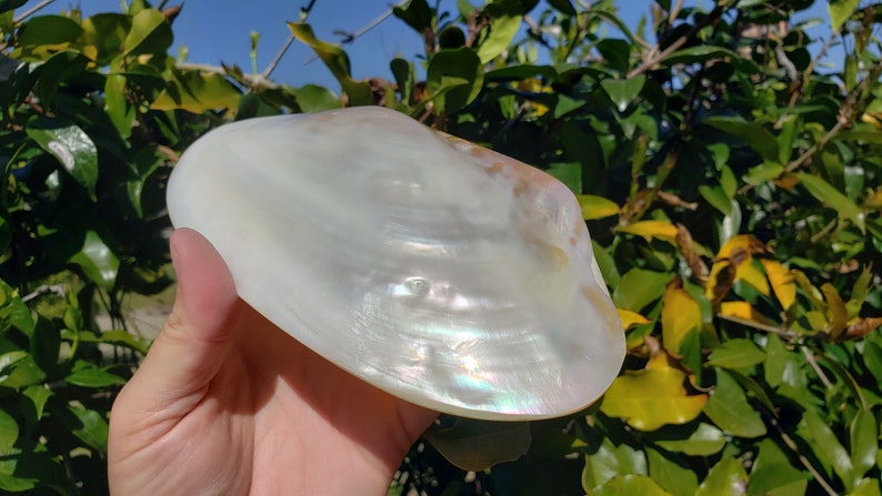 6.375 Cebu Clam Shell Pair 1 Attached Pair - Etsy