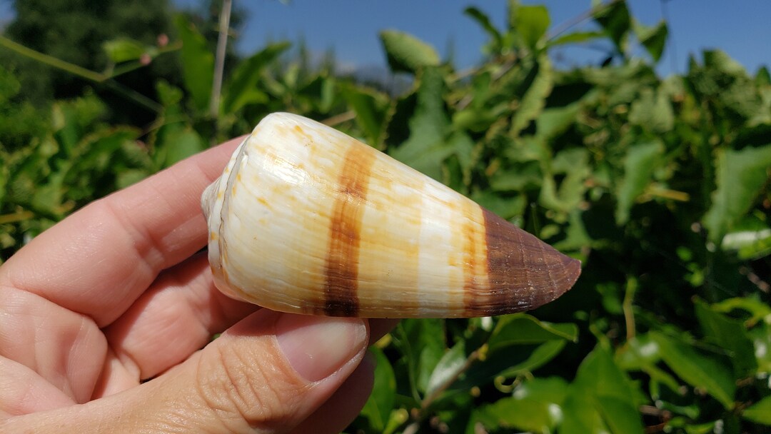 2.875 Soldier Cone Seashell 1 Shell Conus Miles - Etsy