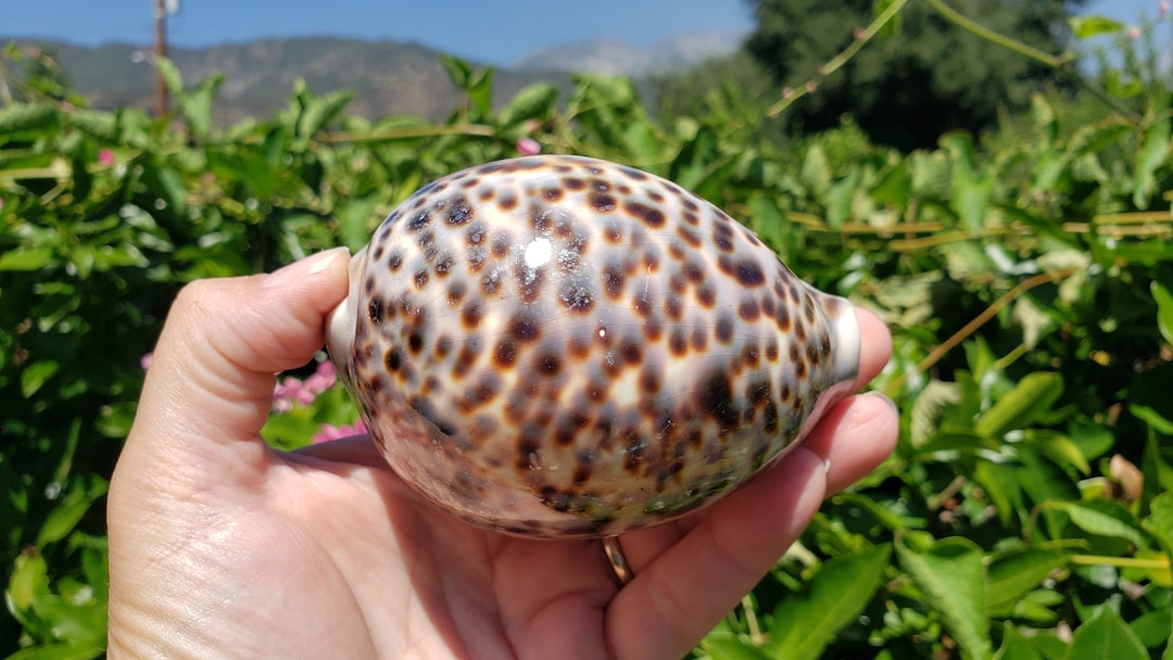 3.625" Tiger Cowrie Seashell (1 Shell) - Cypraea Tigris - Tiger Cowry ...