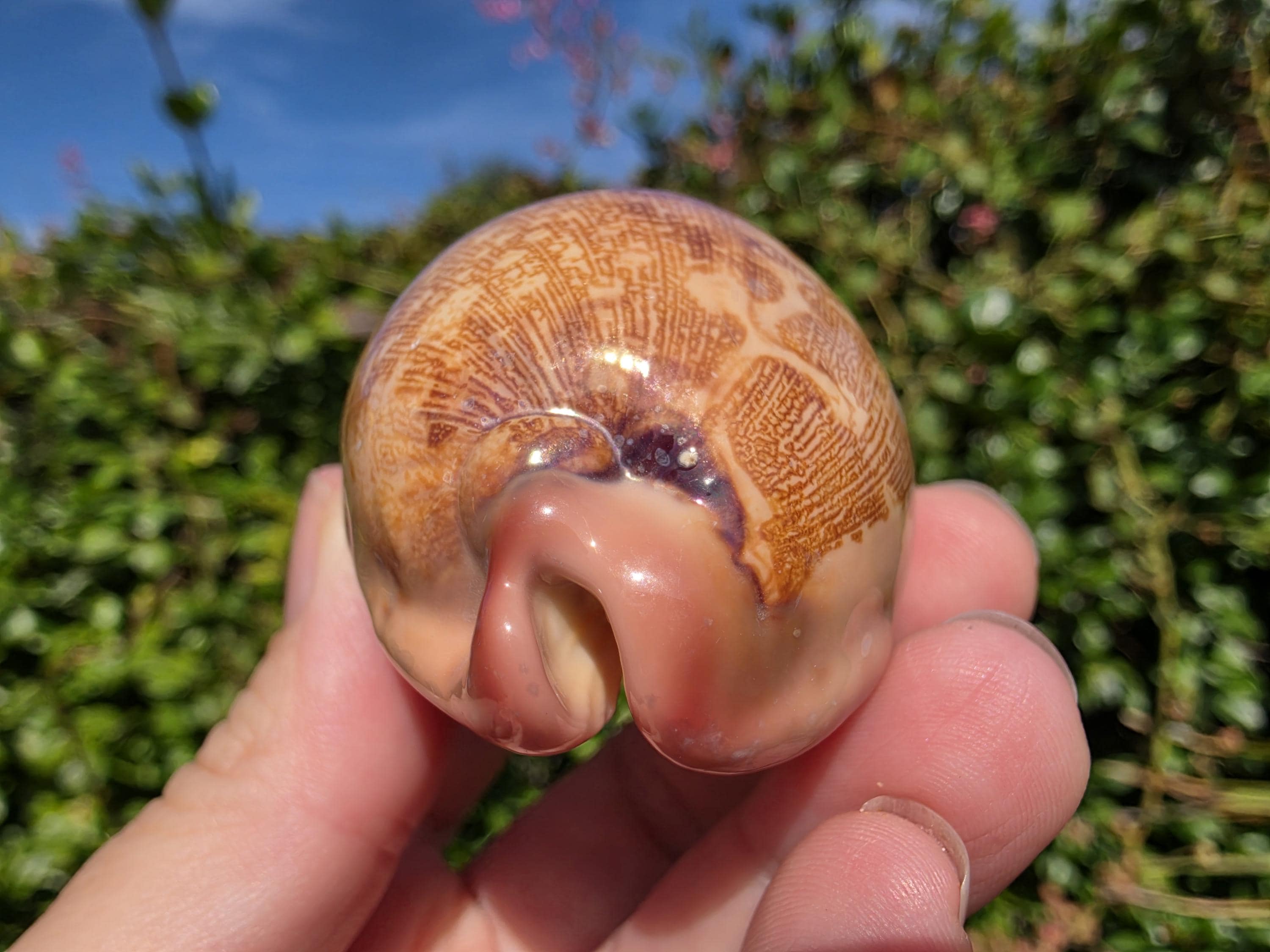 2.625" Map Cowrie Seashell (1 Shell) - Map Cowry Shell - Leporicypraea ...
