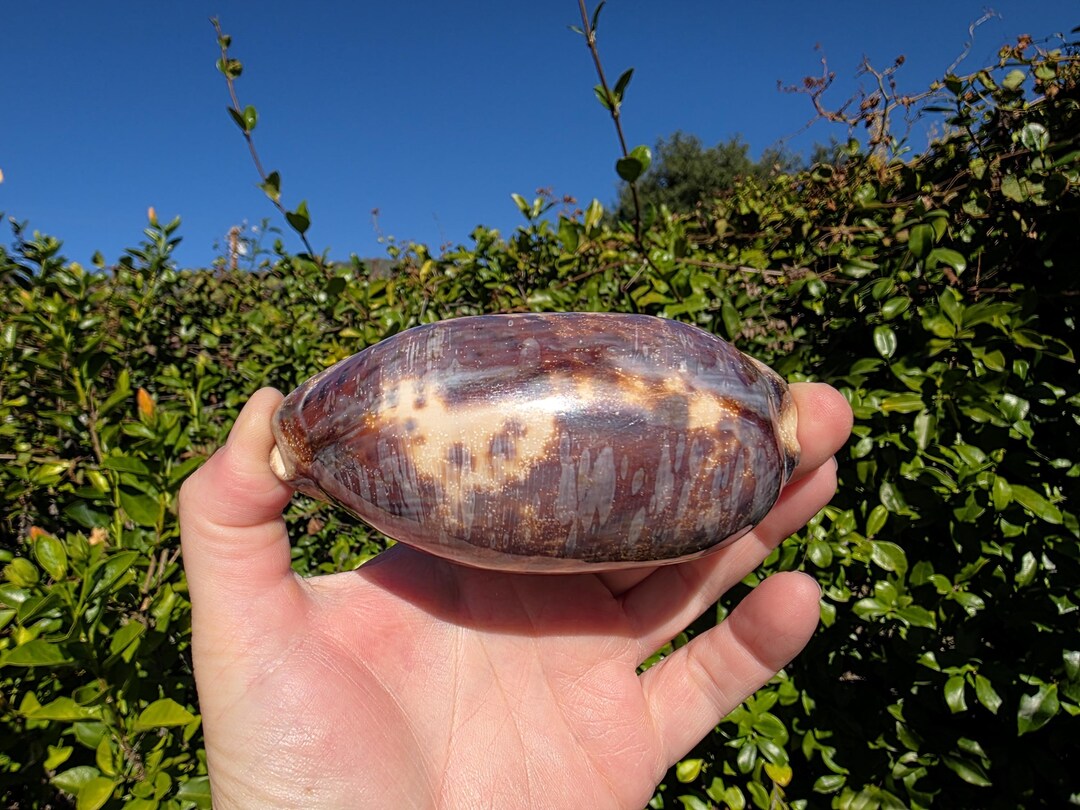 4.125" Tortoise Cowrie Seashell (1 Shell) - Chelycypraea Testudinaria ...