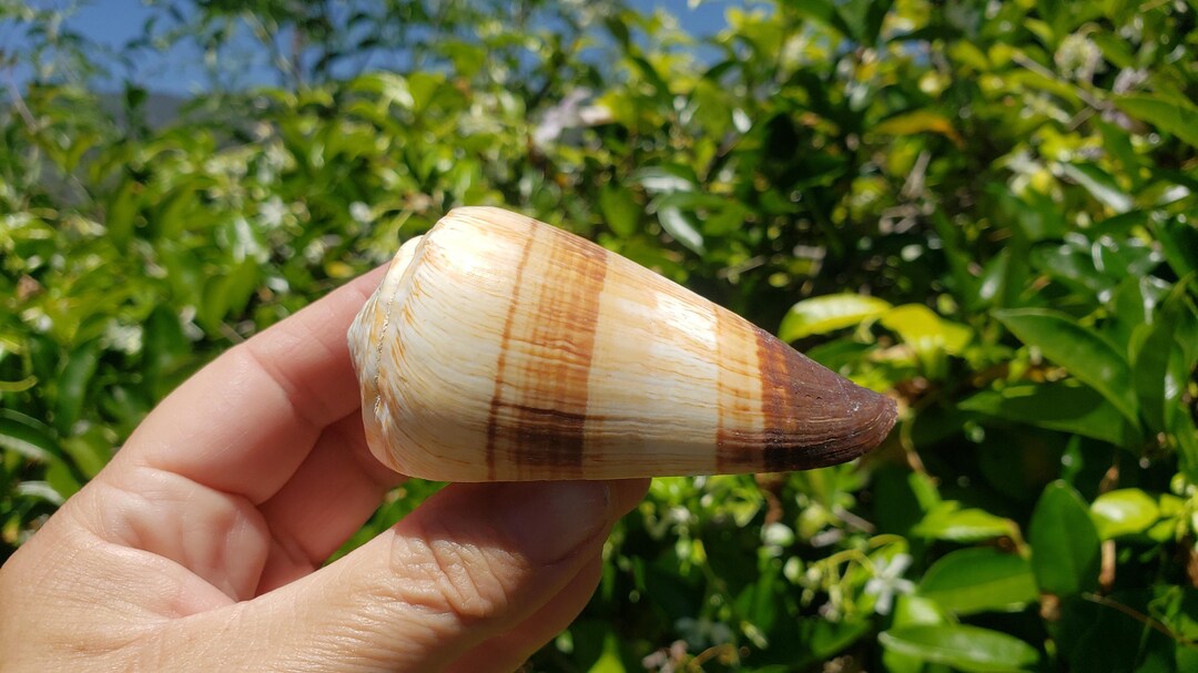 3.125" Soldier Cone Seashell (1 Shell) - Conus Miles - Etsy