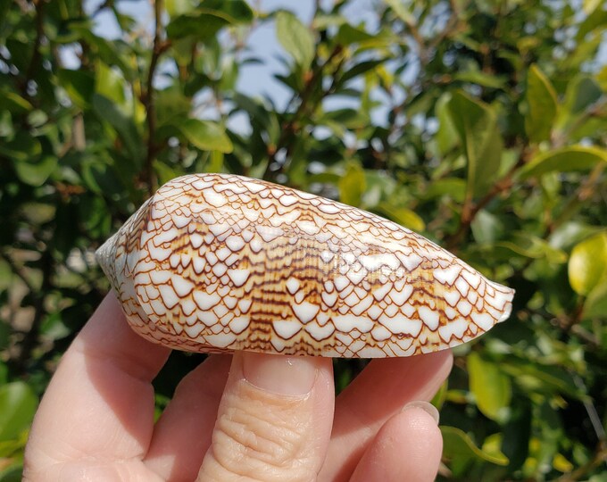 3.25 Textile Cone Seashell 1 Shell Cloth of Gold Cone Shell Conus ...