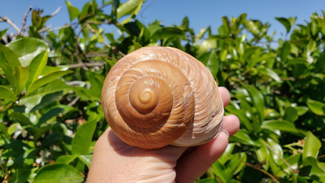 2.875 Muffin Land Snail Shell 1 Shell Ryssota Ovum - Etsy