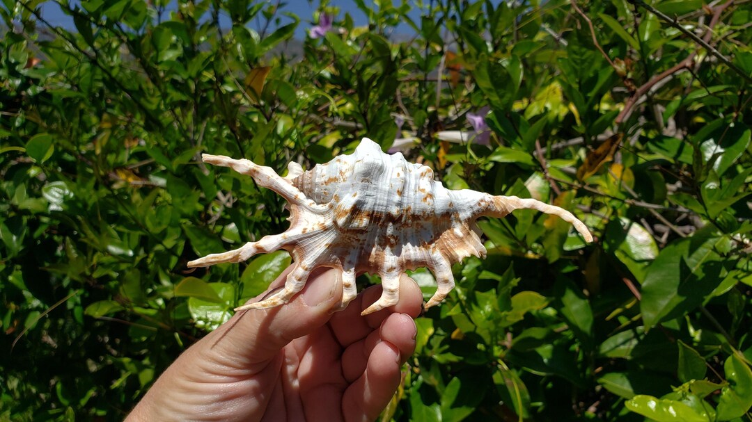 5.375" Scorpion Spider Conch Seashell (1 Shell) - Scorpion Conch Shell - Lambis Scorpius - Etsy