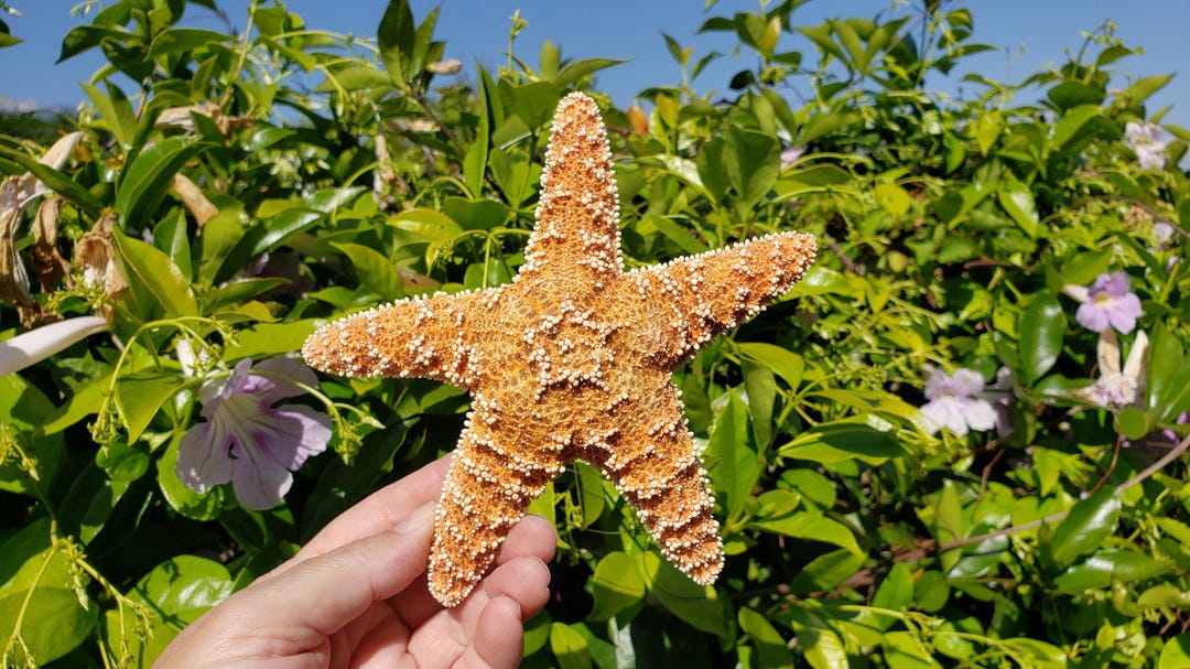 5.625" Sugar Sea Star (1 Sea Star) - Asterias Rubens - Common Sea Star - Common Starfish - Etsy