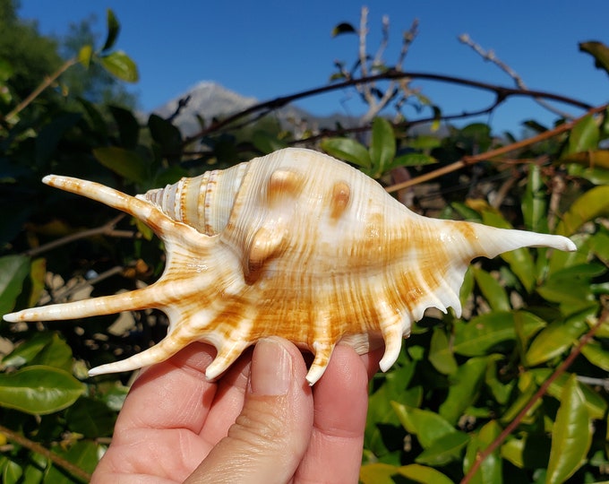5.375 Spider Conch Seashell 1 Shell Lambis Lambis - Etsy