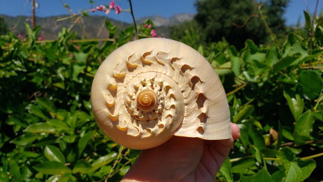 6.875" Crowned Baler Seashell (1 Shell) - Melon Diadema - Melo Diadema ...