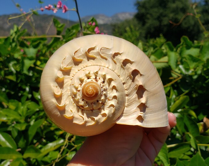 6.875" Crowned Baler Seashell (1 Shell) - Melon Diadema - Melo Diadema ...