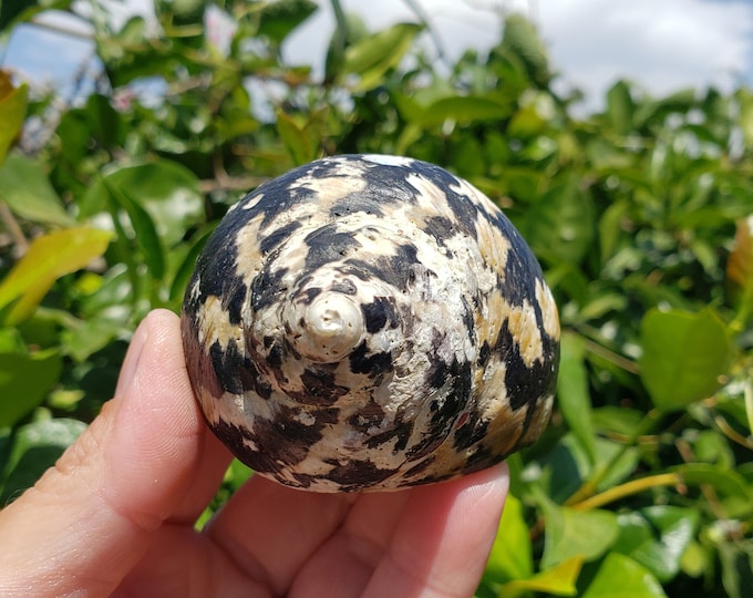 2.25 Natural Magpie Seashell 1 Shell West Indian Top Shell Black ...