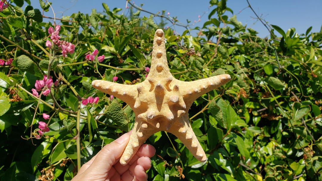 5.875" Knobby Sea Star (1 Sea Star) - Protoreaster Nodosus - Knobby ...