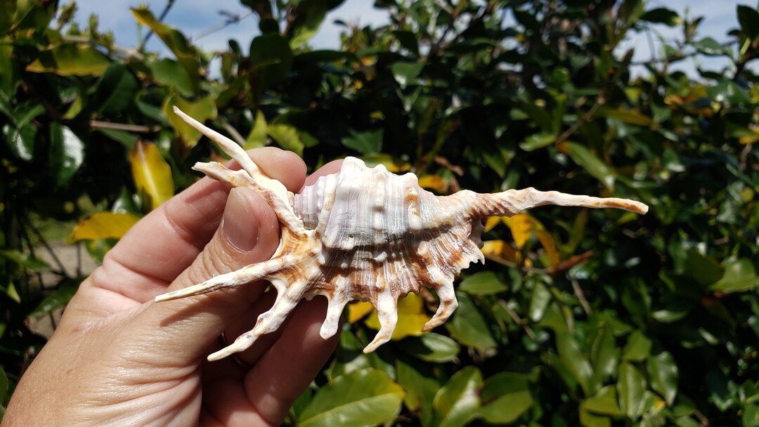 4.375" Scorpion Spider Conch Seashell (1 Shell) - Scorpion Conch Shell ...