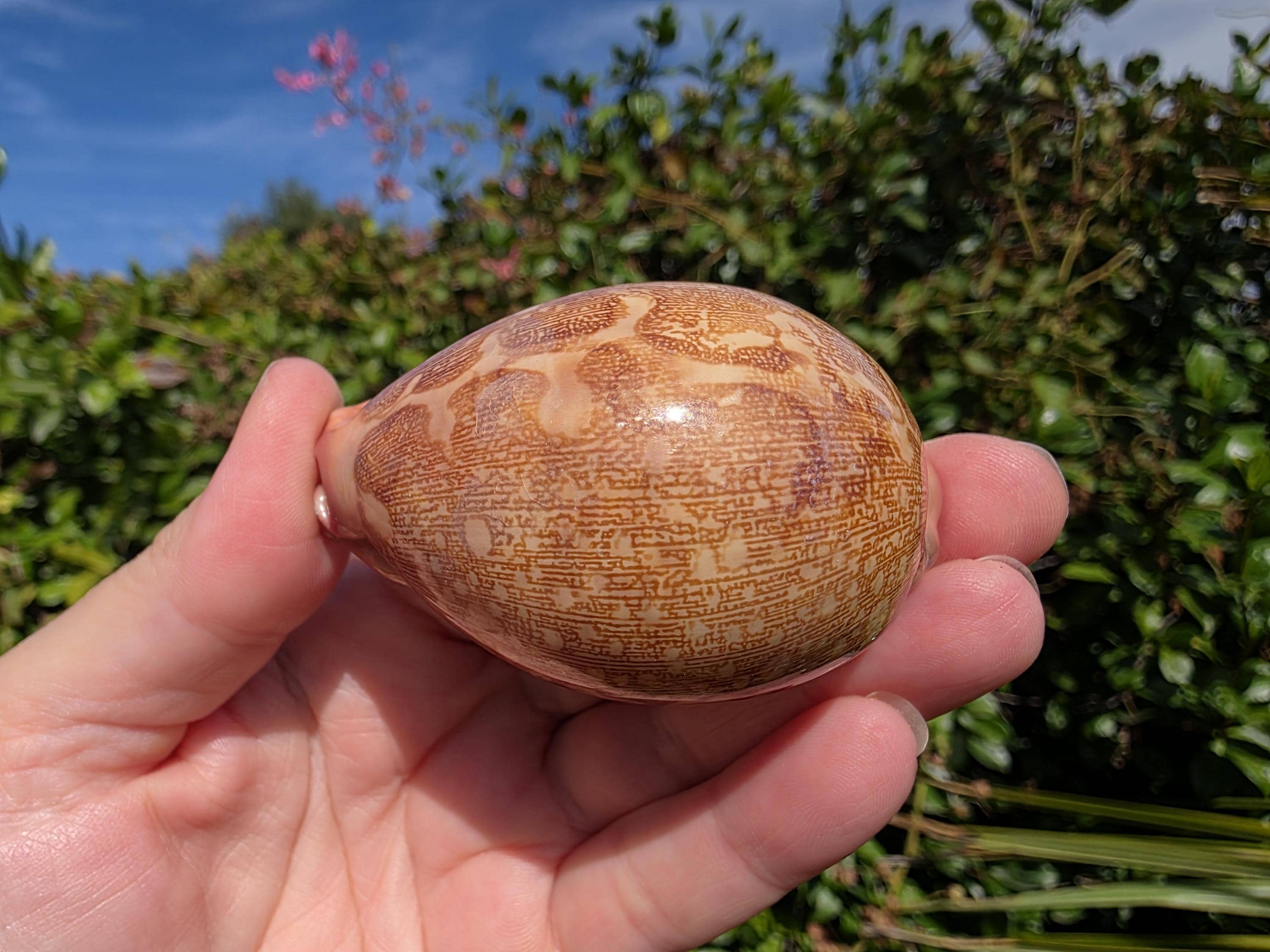 2.625" Map Cowrie Seashell (1 Shell) - Map Cowry Shell - Leporicypraea ...