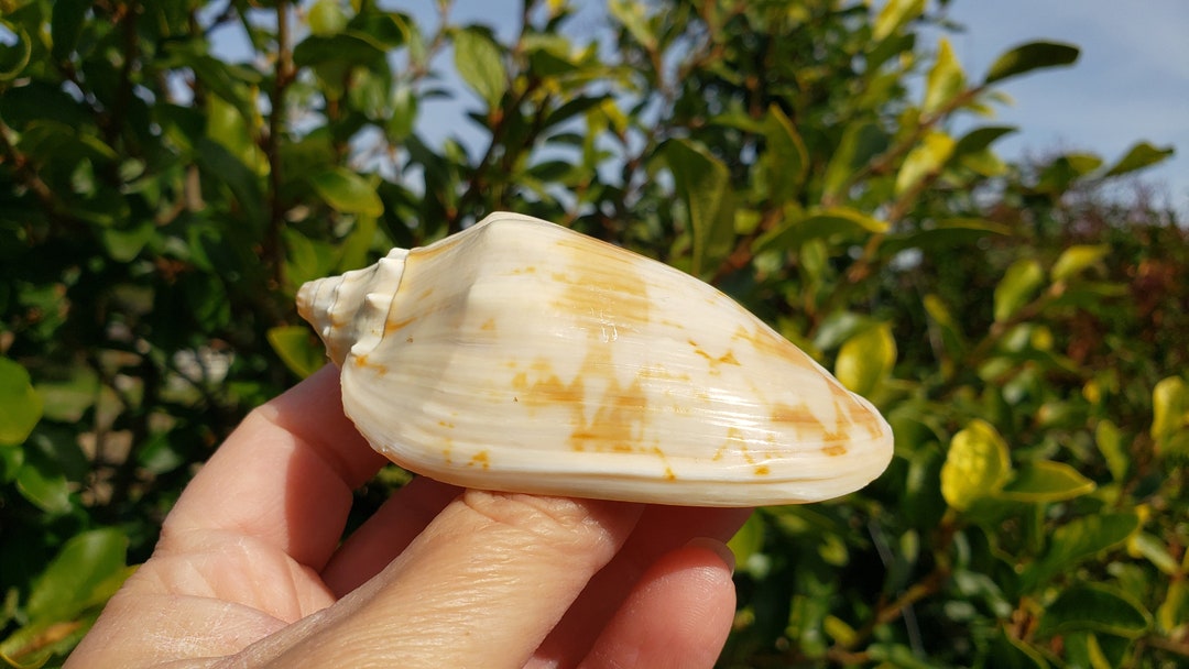 3.25 Bat Volute Seashell 1 Shell Cymbiola Vespertilio - Etsy