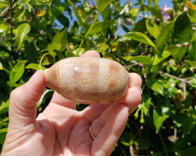 2.5" Eyed Cowrie Seashell (1 Shell) - Arestorides Argus - Cypraea Argus ...