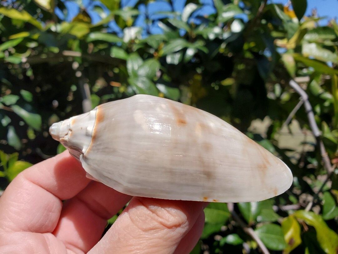 3.25" Bat Volute Seashell (1 Shell) - Cymbiola Vespertilio - Etsy