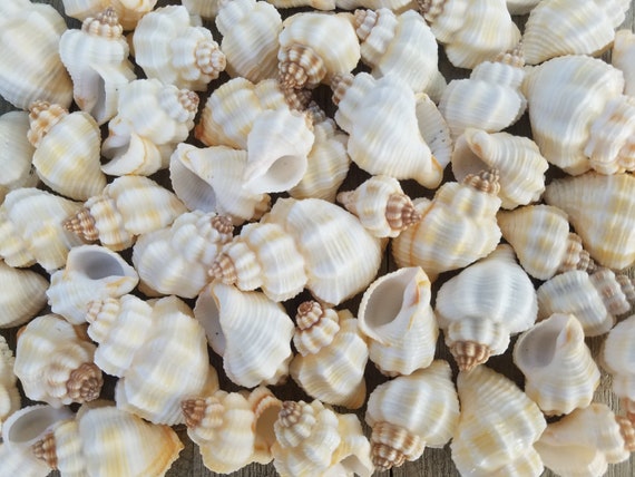 1-1.5 Cancellaria Seashells 5 Shells Nutmeg Shells - Etsy