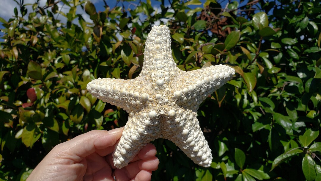 5.625 White bleached Sea Star 1 Sea Star Starfish - Etsy