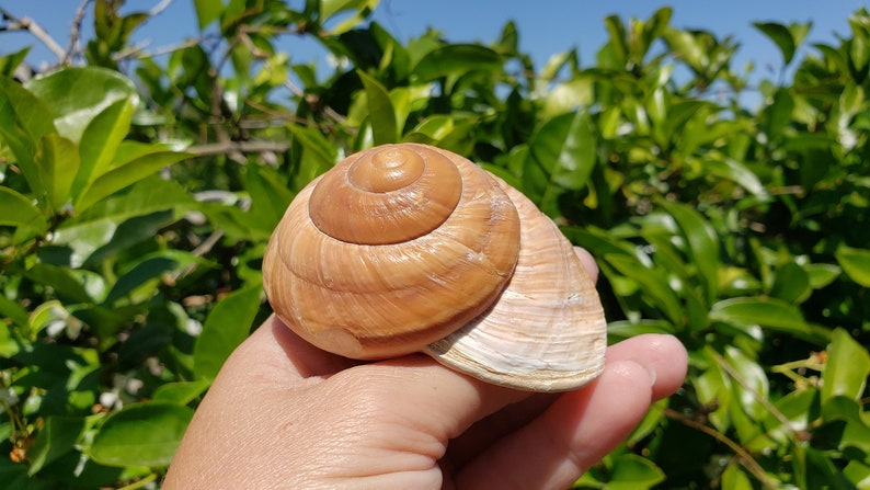 2.875 Muffin Land Snail Shell 1 Shell Ryssota Ovum - Etsy