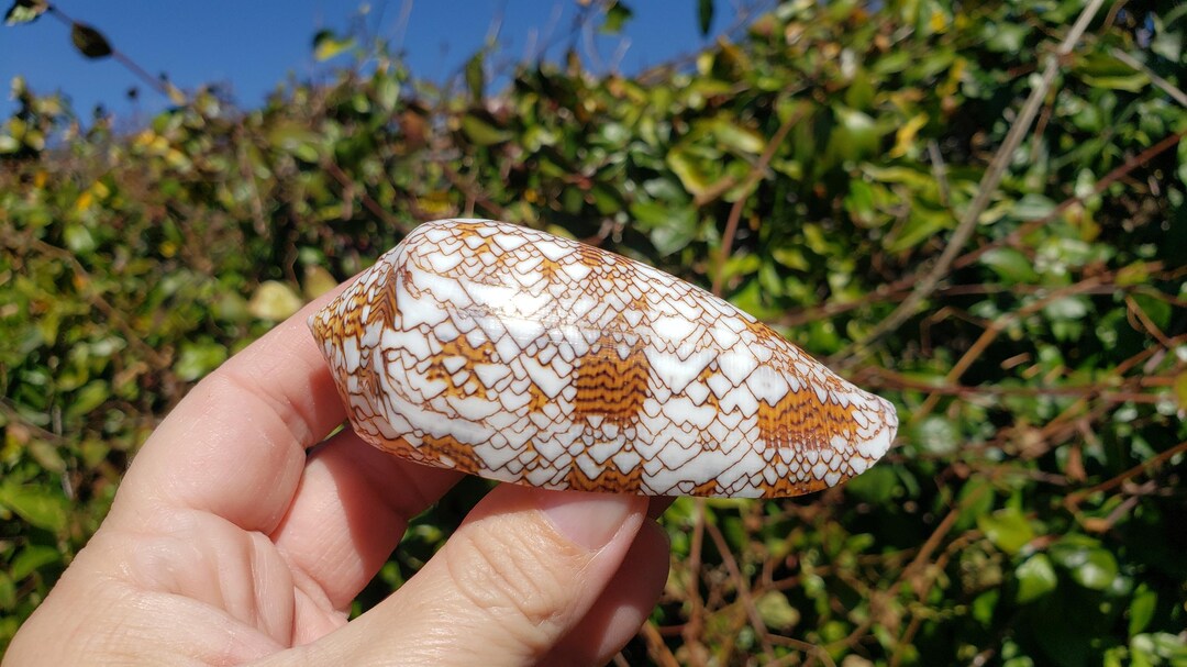 3.375" Textile Cone Seashell (1 Shell) - Cloth of Gold Cone Shell ...