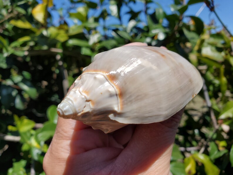 3.25 Bat Volute Seashell 1 Shell Cymbiola - Etsy