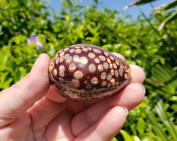2.125" Humpback Cowrie Seashell (1 Shell) - Chocolate Cowrie - Mourning ...