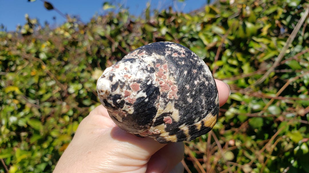 2.25" Natural Magpie Seashell (1 Shell) - West Indian Top Shell - Black ...