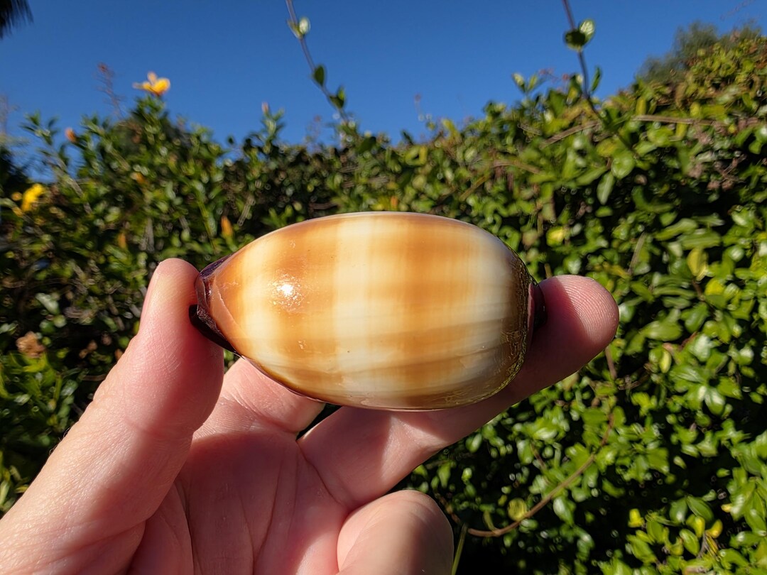 2.5" Mole Cowrie Seashell (1 Shell) - Chocolate Banded Cowry Shell ...
