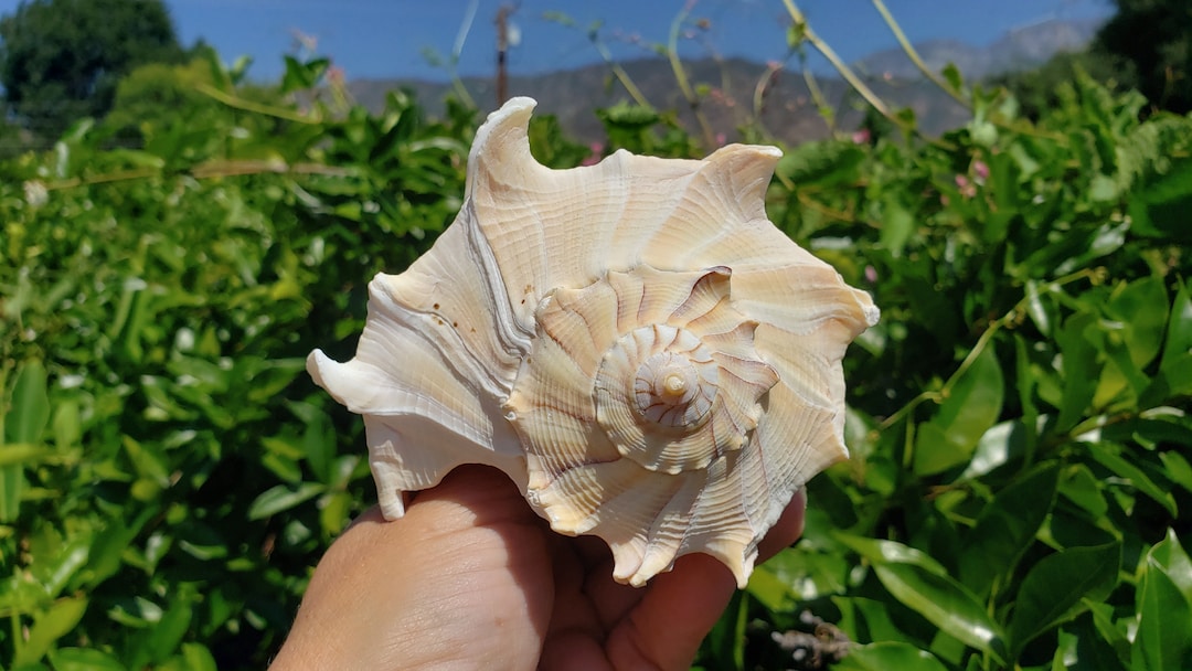 6.5 Left Handed Whelk Seashell 1 Shell Lightning Whelk Shell Florida ...