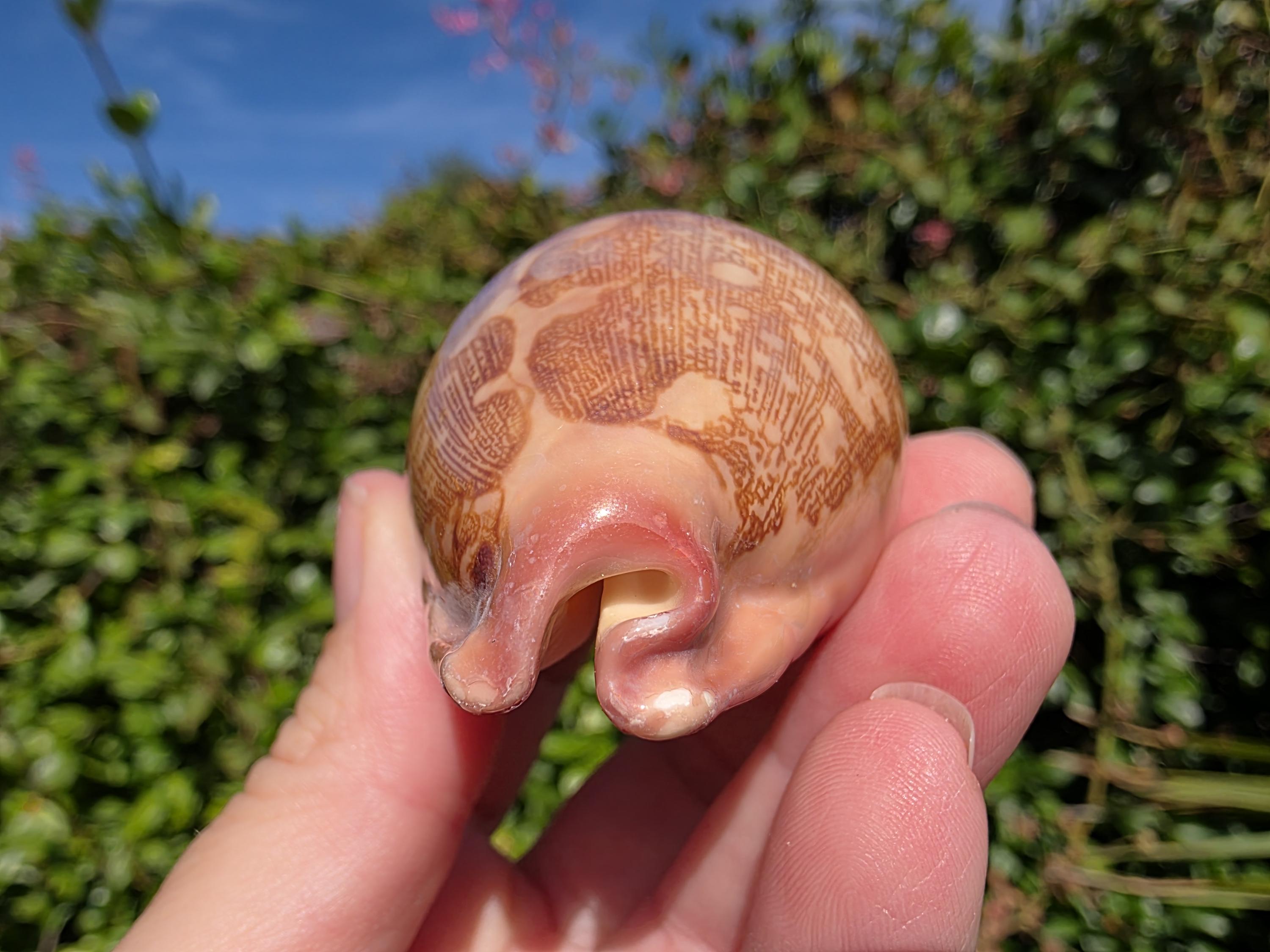 2.625" Map Cowrie Seashell (1 Shell) - Map Cowry Shell - Leporicypraea ...