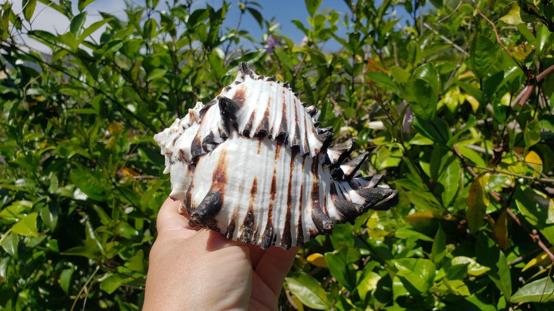 5.5" Black Murex Seashell (1 Shell) - Black and White Murex - Northern ...