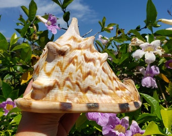 King Helmet Shell - Etsy