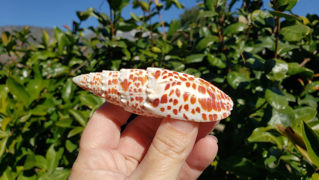 3.625" Papal Miter Seashell (1 Shell) - Pontifical Miter - Mitra ...