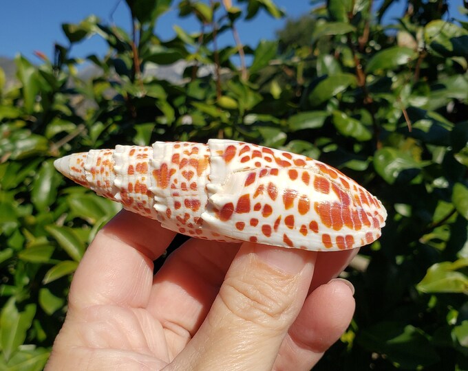 3.625" Papal Miter Seashell (1 Shell) - Pontifical Miter - Mitra ...