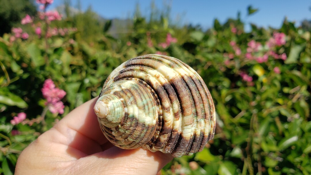2.25 Silver Mouth Turbo Seashell 1 Shell - Etsy