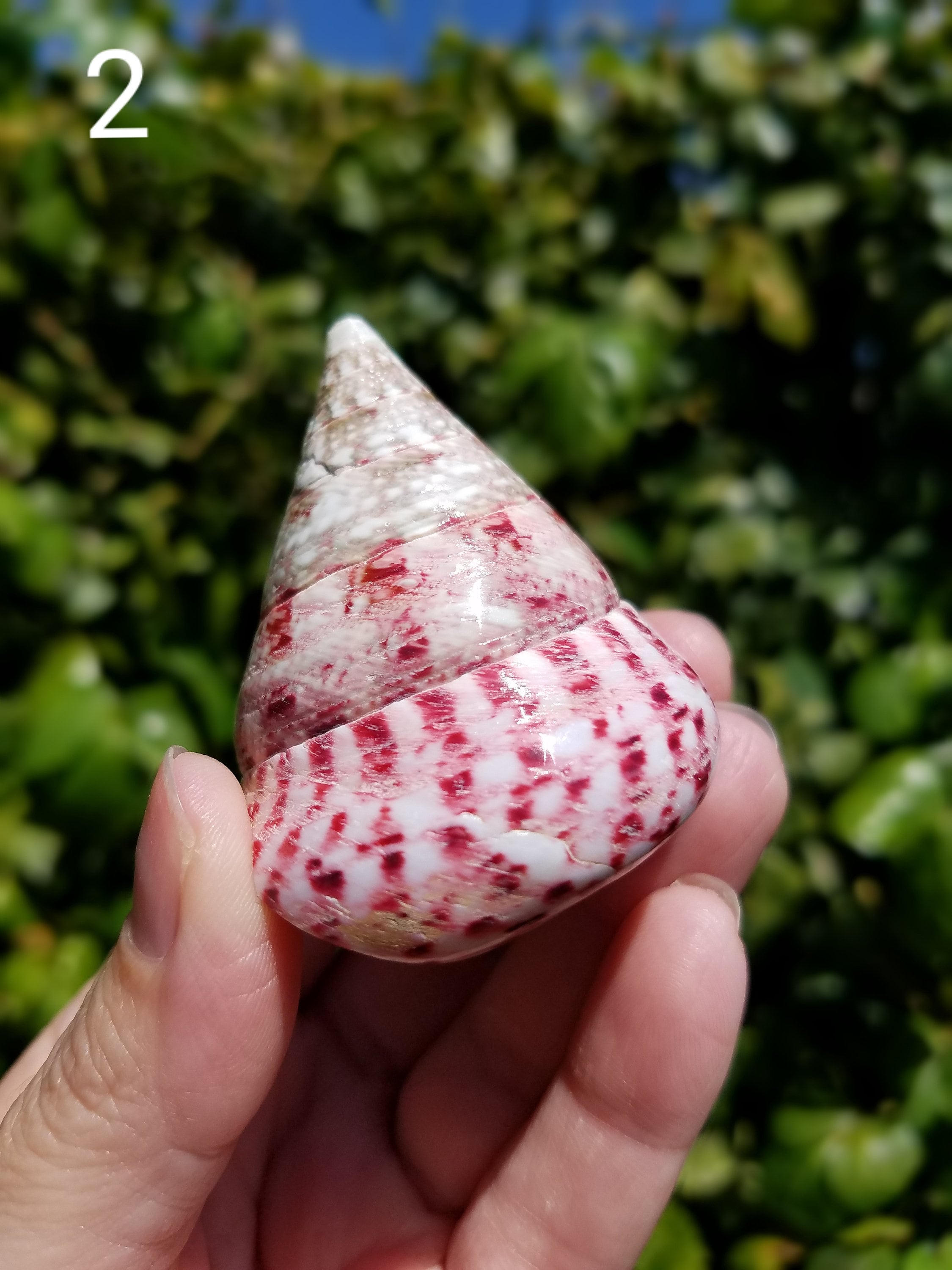 Polished Troca Maculata Seashell 1 Shell Strawberry Troca | Etsy