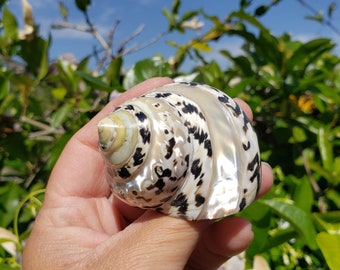 Floral & Garden Crafts 1 Shell - Banded Magpie Shell Banded West Indian ...