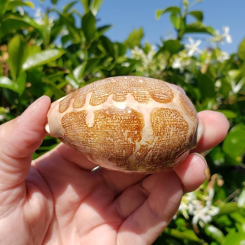 Cypraea Mappa Map Cowrie Cowry Seashell 2-1/2 3 - Etsy