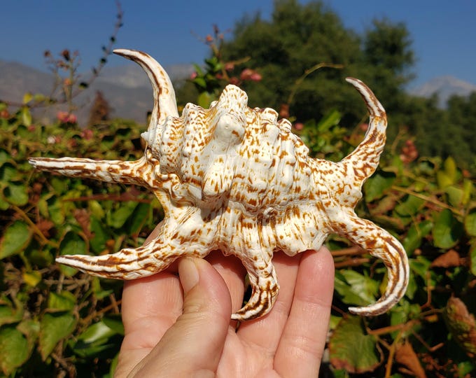 5.875" Chiragra Spider Conch Seashell (1 Shell) - Lambis Chiragra ...