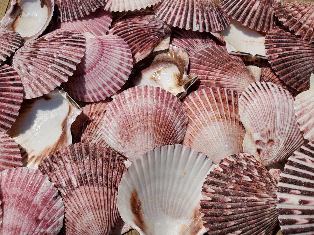 2.5-3.125" Purple Argopecten Purpuratus Scallop Seashell Halves (5 ...